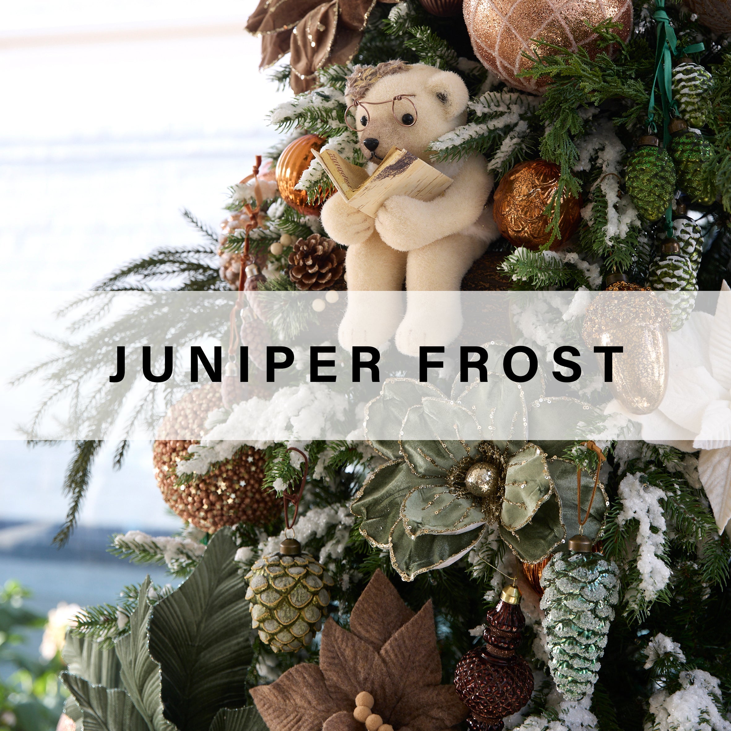Juniper Frost XM2025 – Holly & Ivy